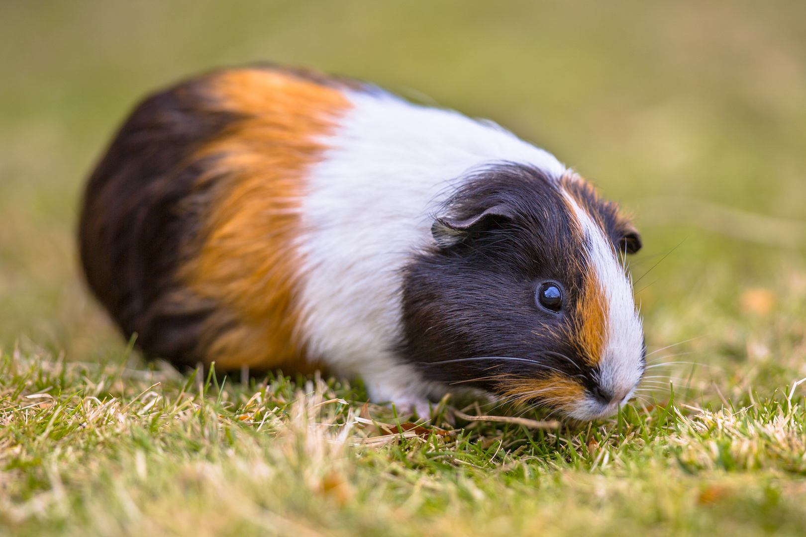 Cria y venta de roedores en Barcelona en Barcelona - Fauna Viva